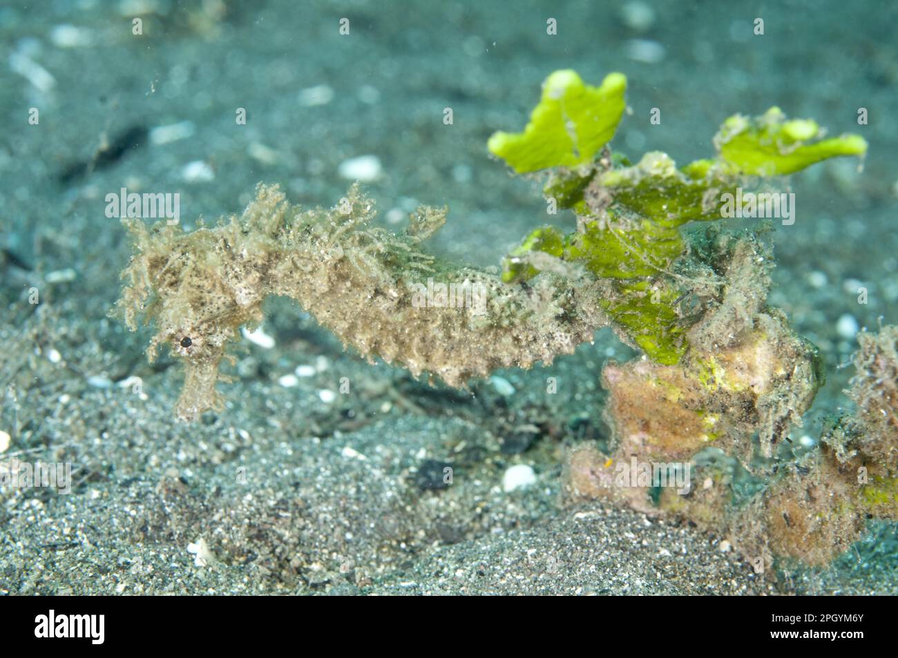 Hippocampus moluccensis hi-res stock photography and images - Alamy