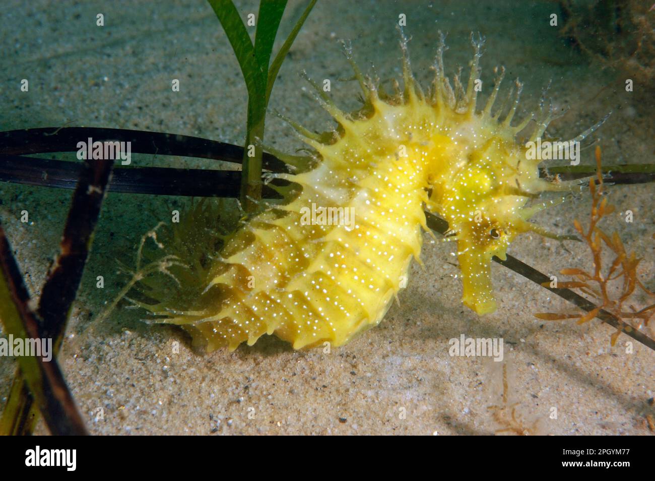 Long-snouted Seahorse (Hippocampus guttulatus) adult female, clinging ...
