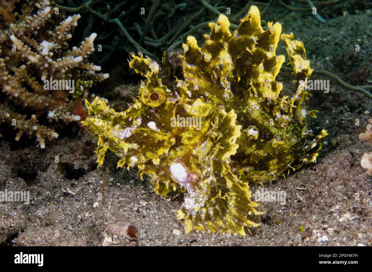 Tentacle dragonhead, Tentacle dragonheads, Fringe dragonhead, Fringe ...