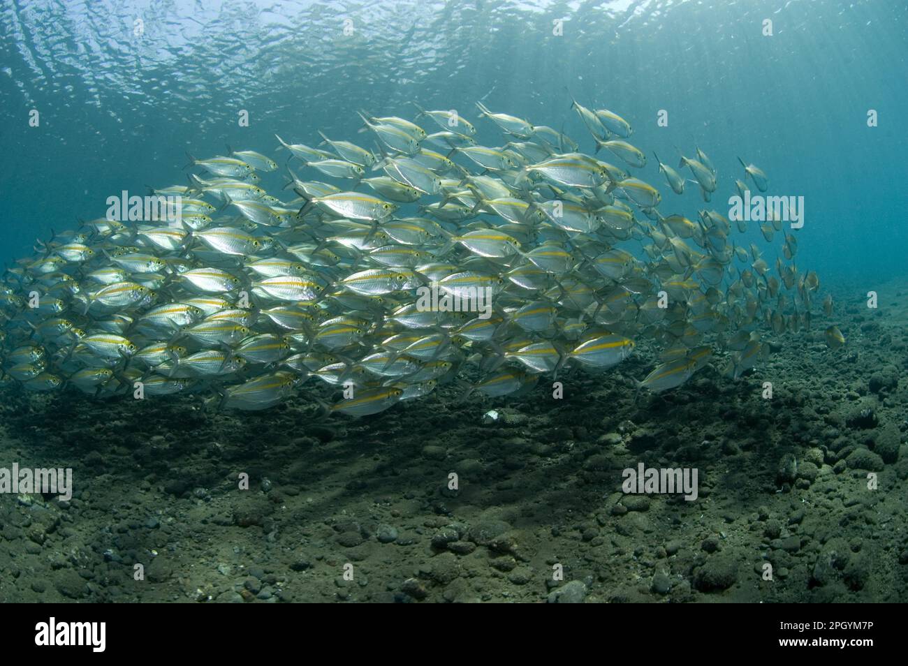 Yellowstripe Scad, Yellowstripe Scad, Other Animals, Fish, Animals ...