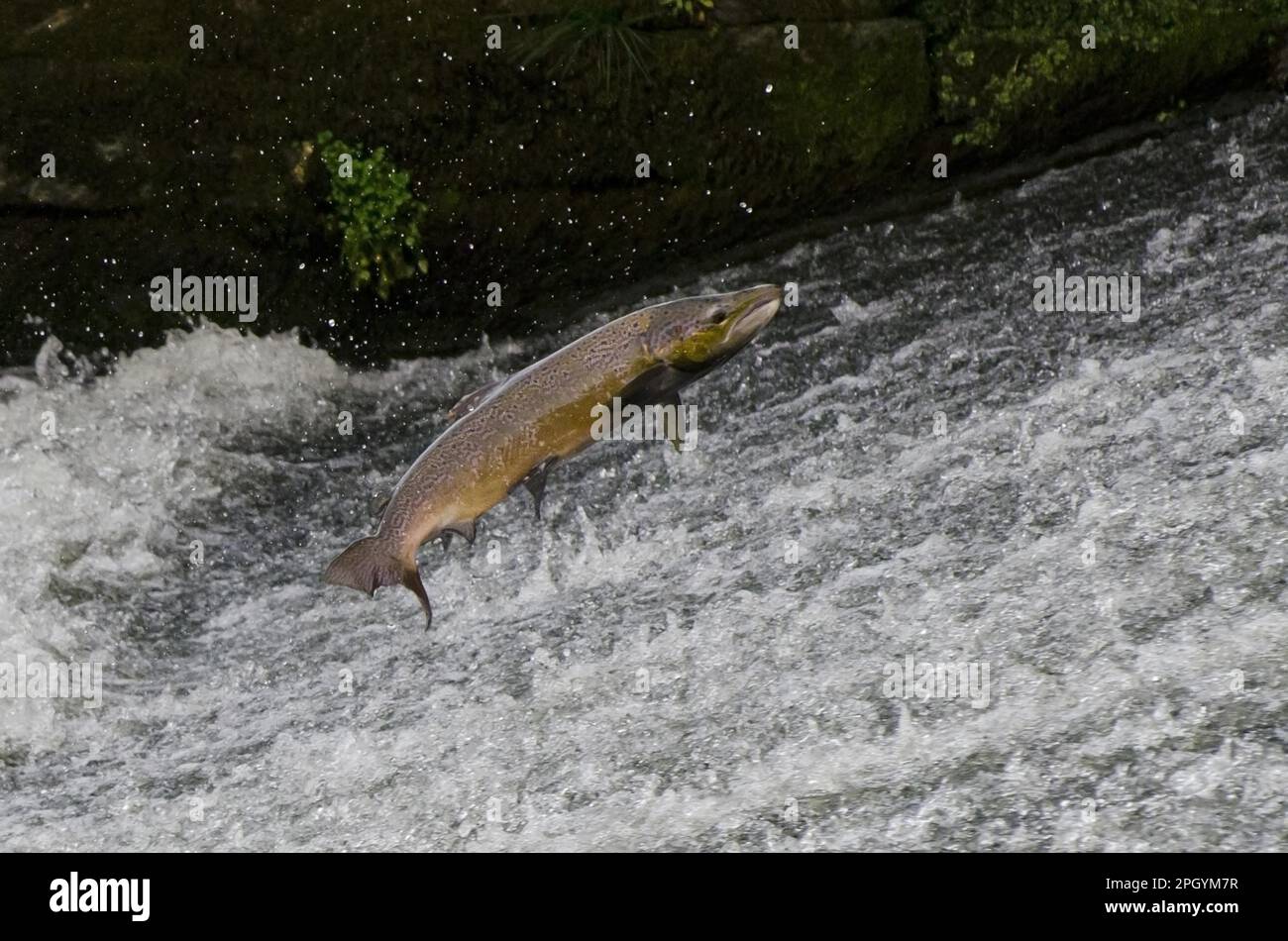 Atlantic (Salmonidae) salmon (Salmo salar), Atlantic Salmon, Other ...