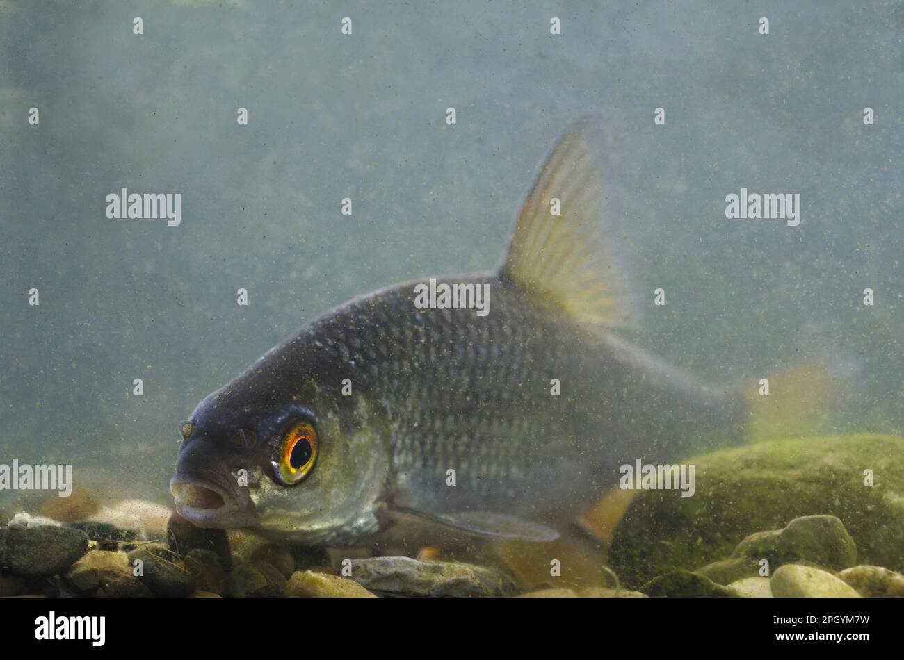 Gravel tank hi-res stock photography and images - Alamy