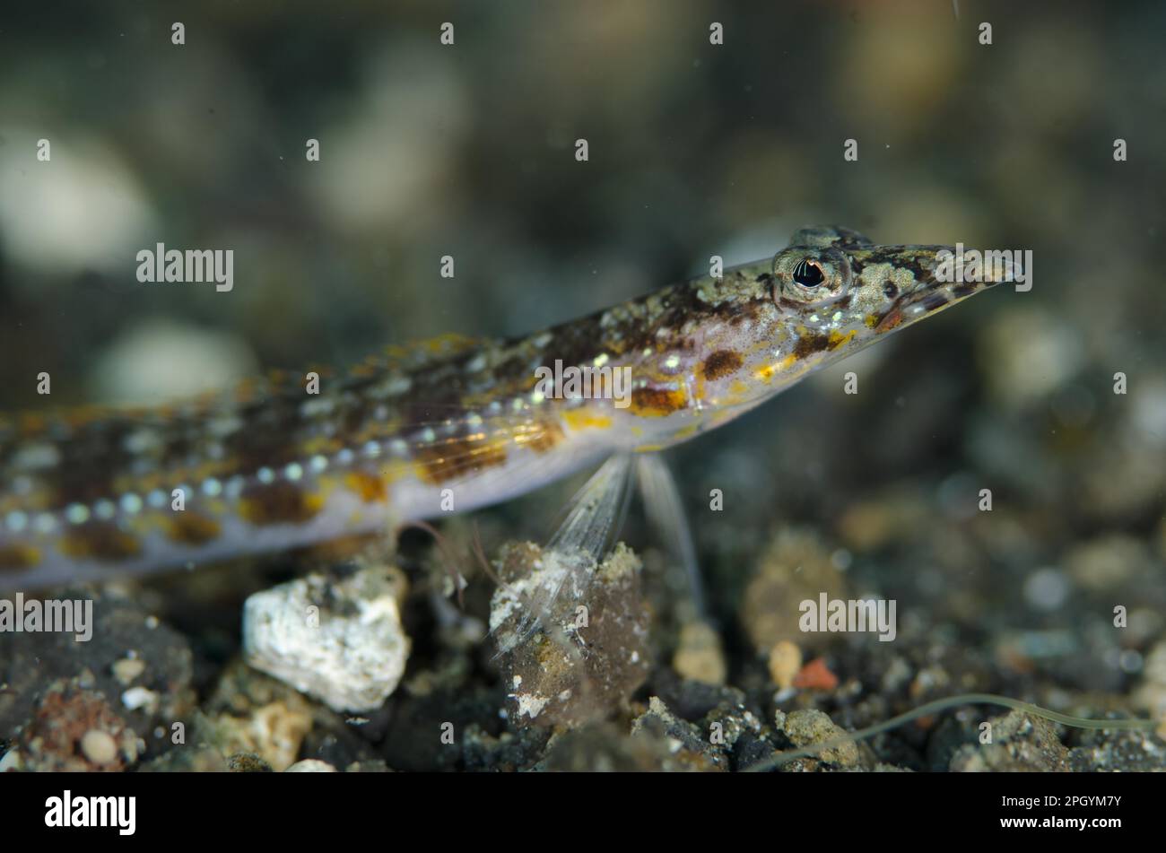 Long-billed sand diver (Trichonotus elegans) adult, close-up of head ...