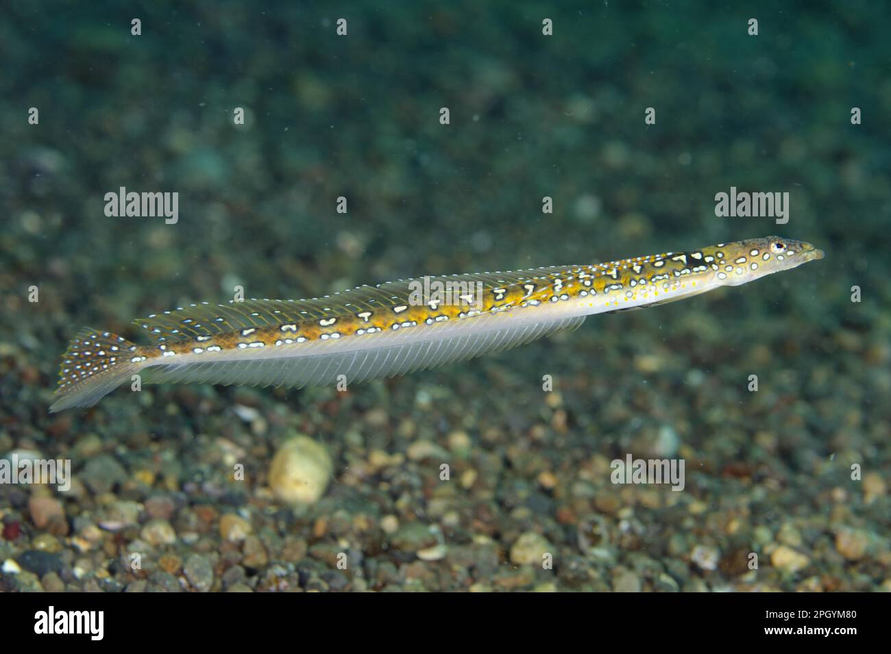 Long-billed sand diver (Trichonotus elegans) adult, swimming, Pantar ...