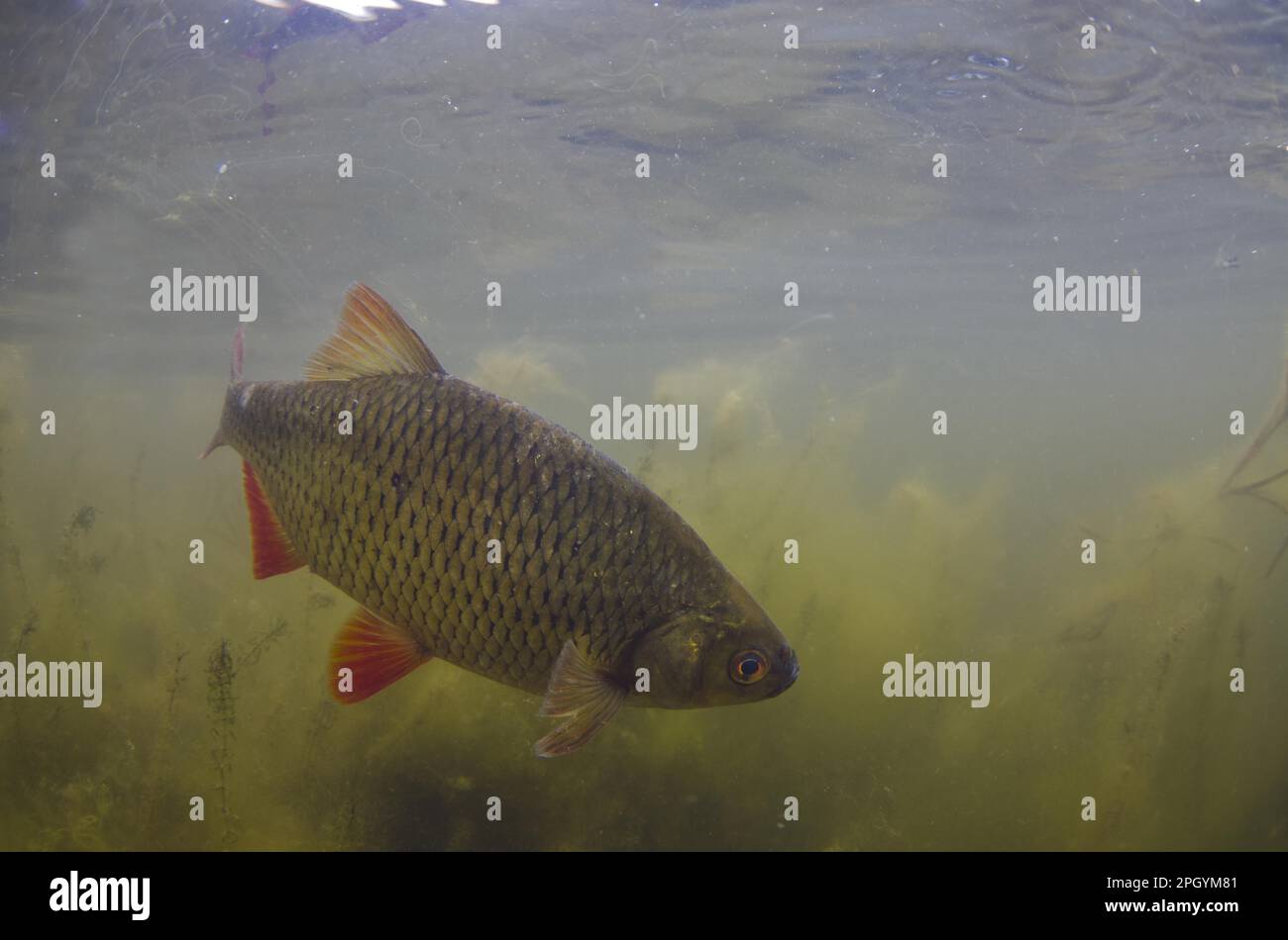 Rudd, common rudd (Scardinius erythrophthalmus), Rudd, Rudd, Loggerhead ...