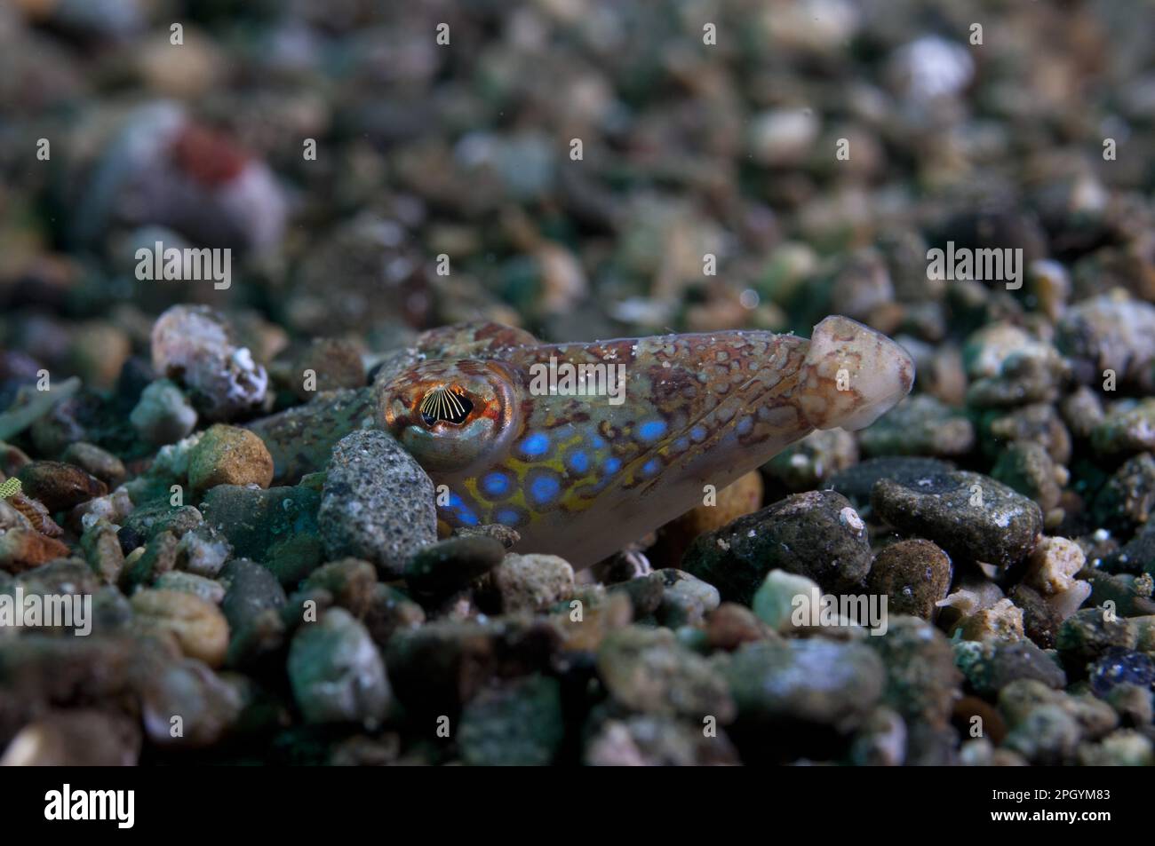 Sand-diver, Other animals, Fish, Perch-like, Animals, Spotted Sand ...