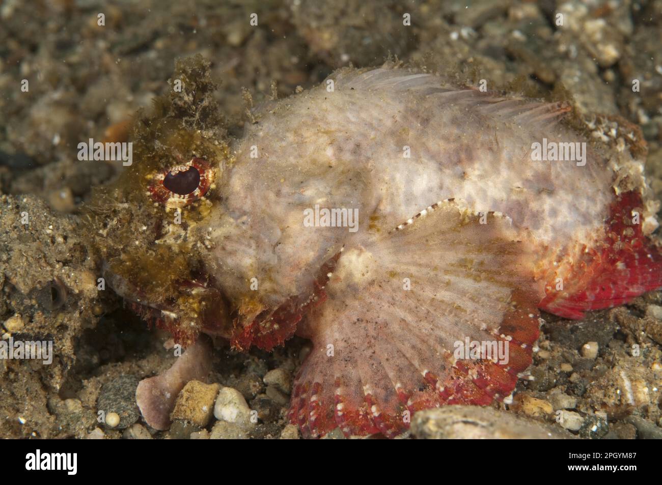 Glistening Eye Dragonfish, Glistening Eye Dragonfish, Glistening Eye ...