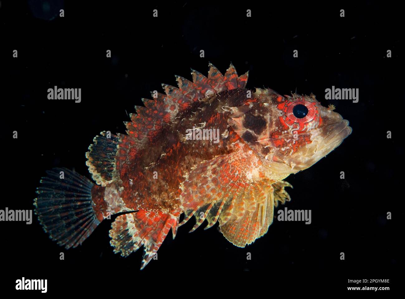 Guam Scorpionfish (Scorpaenodes guamensis) adult, swimming at night ...