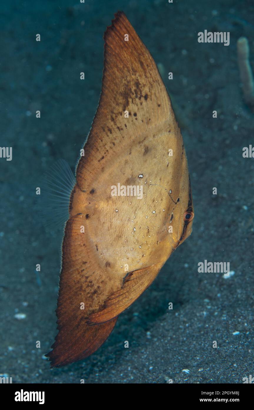 Golden spadefish platax boersii juvenile hi-res stock photography and ...
