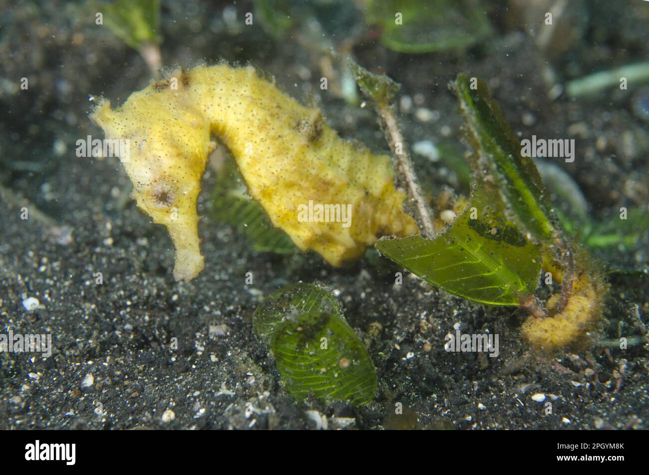 Common seahorse (Hippocampus taeniopterus), Common seahorse, Needlefish ...