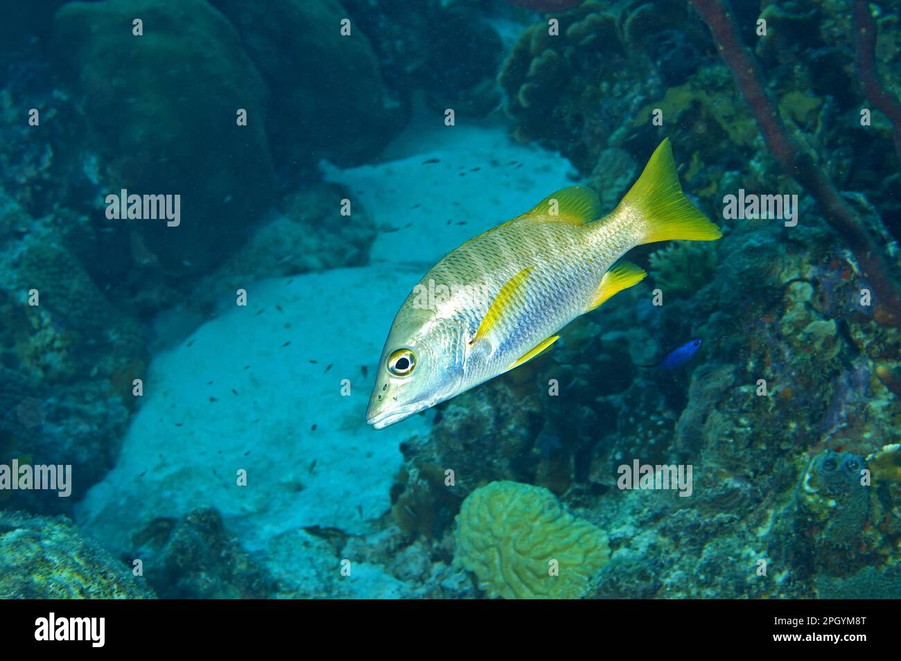 Snapper, Other animals, Fish, Perch-like, Animals, Cubera Snapper ...