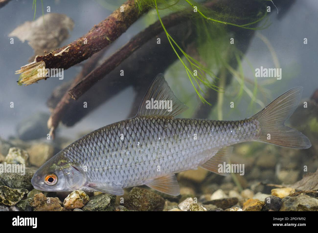 Roach, Roach, common roaches (Rutilus rutilus), Roach, Animals, Other animals, Fish, Carp-like ...