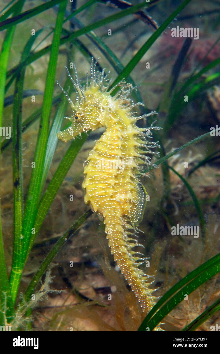 Long-snouted Seahorse (Hippocampus guttulatus) adult, amongst Eelgrass ...