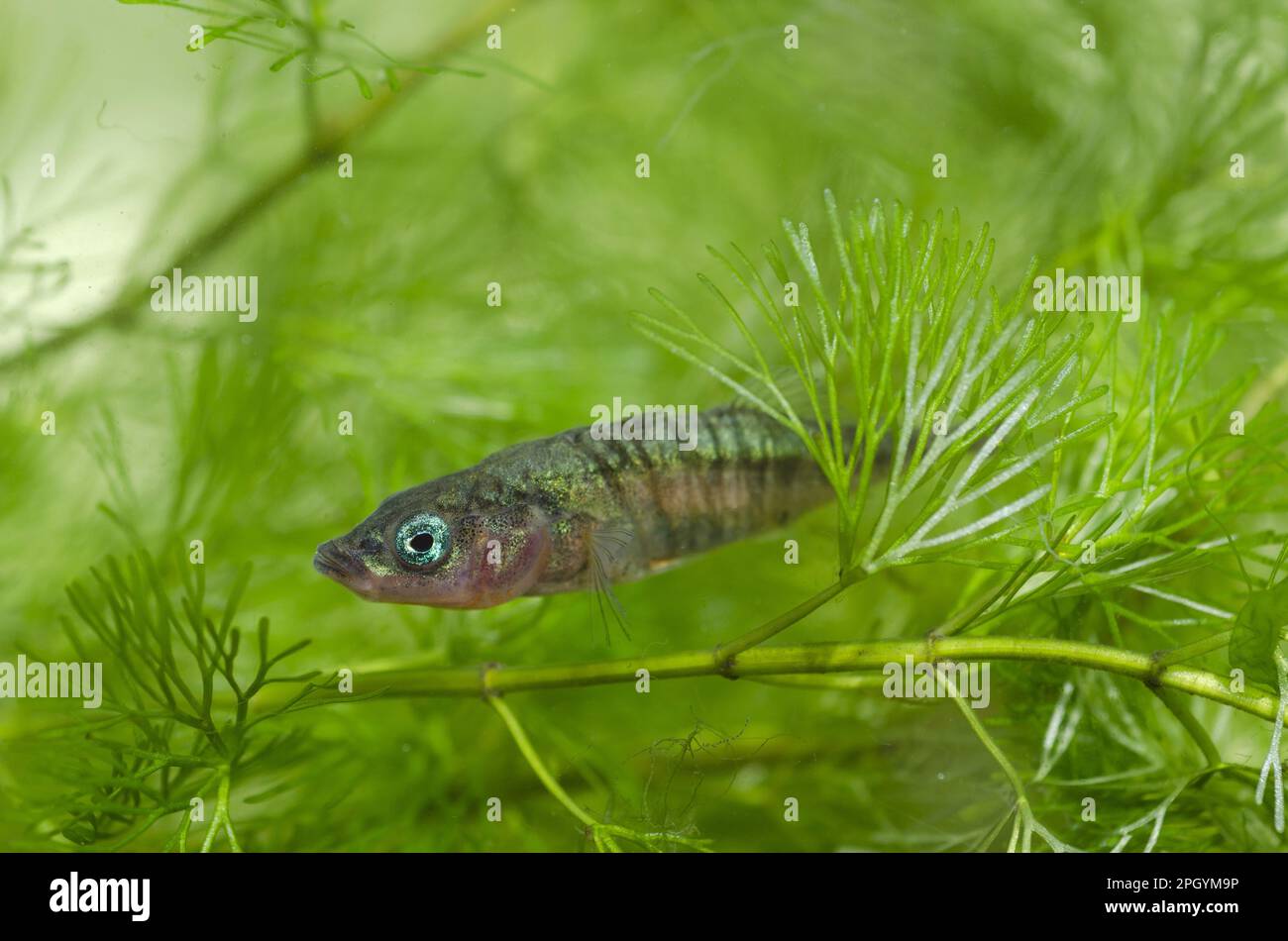 Three-spined stickleback (Gasterosteus aculeatus), Three-spined ...