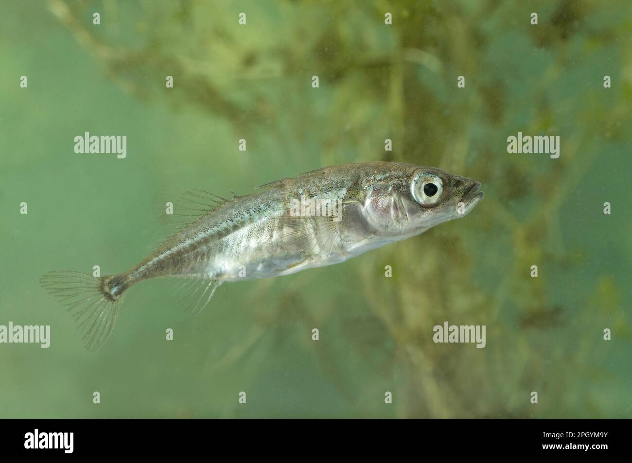 Three-spined Stickleback (Gasterosteus aculeatus) adult, swimming ...