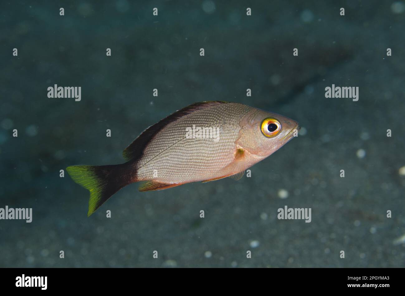 Humpback red snapper (Lutjanus gibbus) juvenile, swimming, Lembeh ...