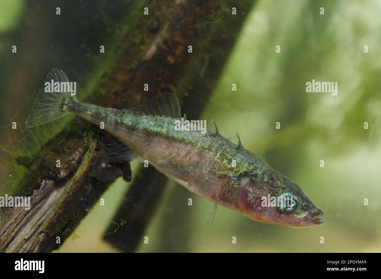Three-spined stickleback (Gasterosteus aculeatus), Three-spined ...