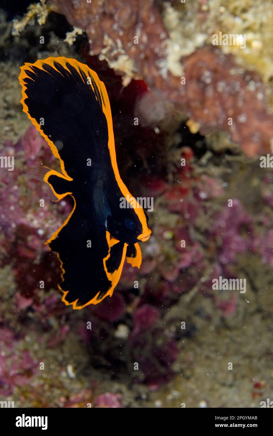 Pretty Orange And Black Batfish