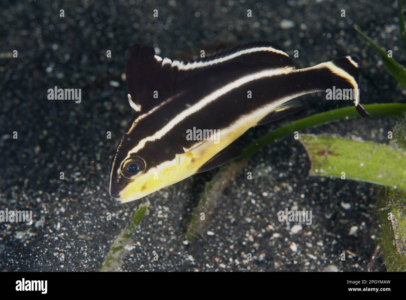 Painted sweetlips (Diagramma pictum), Other animals, Fishes, Perch-like ...