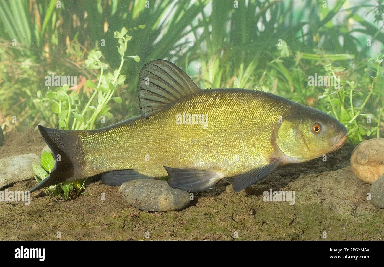 Tench tinca tinca swimming underwater hi-res stock photography and ...