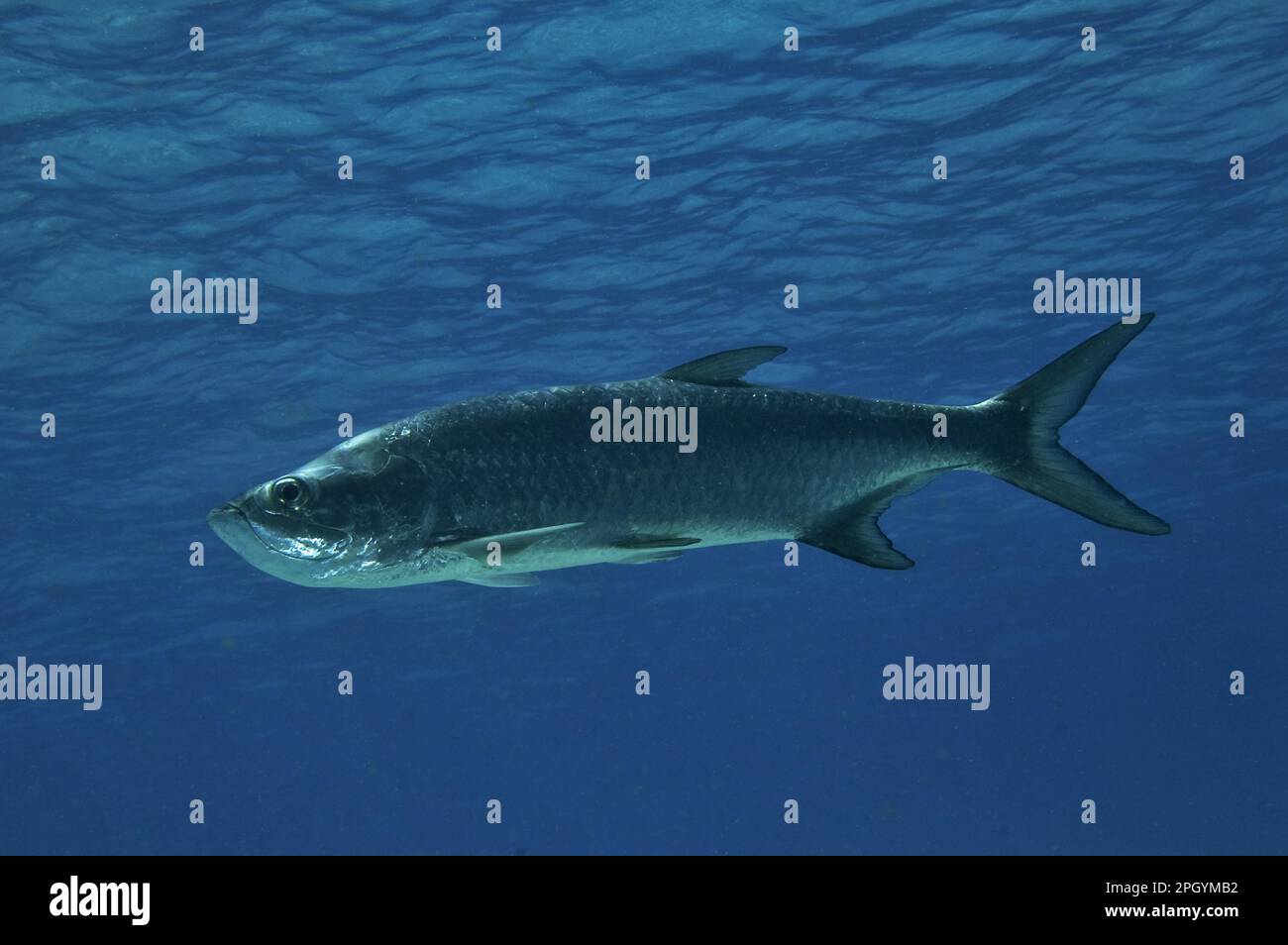 Megalops atlantica, atlantic tarpon (Megalops atlanticus), Atlantic ...