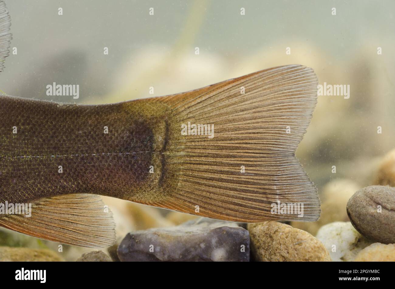 Tench, tenches (Tinca tinca), Tench, Animals, Other animals, Fish, Carp ...