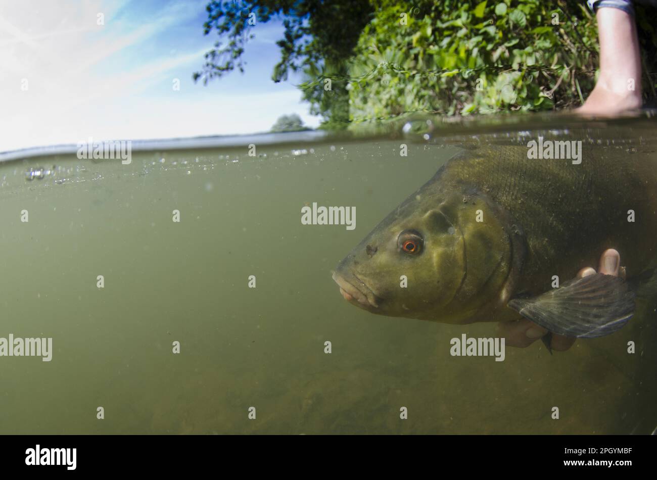 Released pond hi-res stock photography and images - Alamy