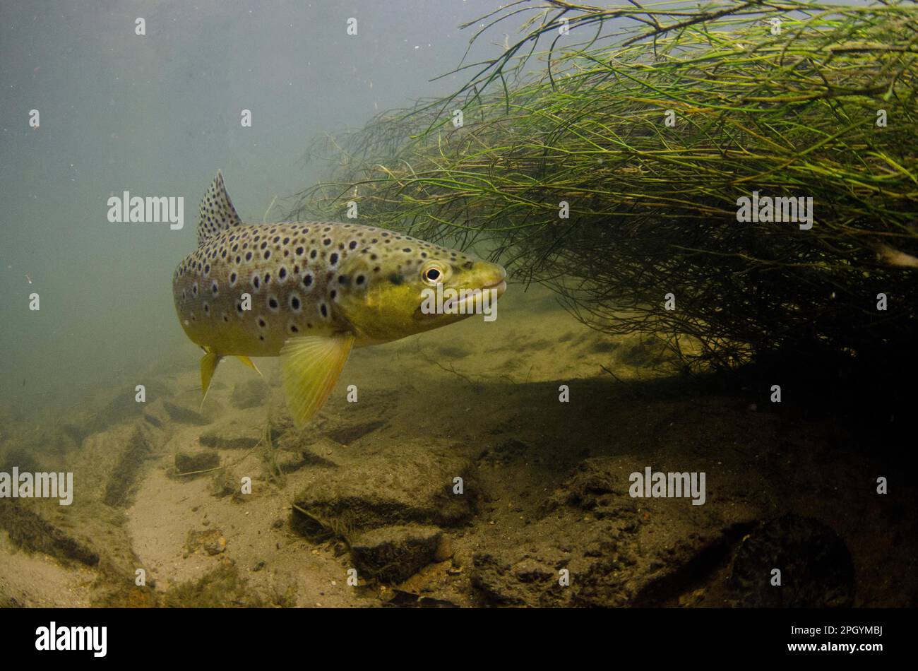 Salmo trutta forma fario, brown trout, river trout, mountain trout ...