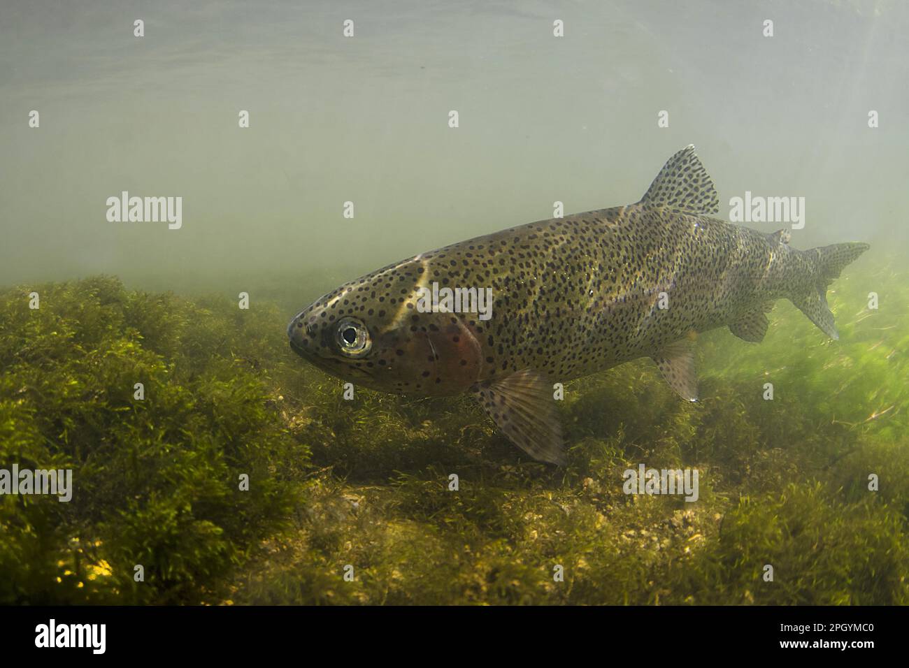 Rainbow trout (Oncorhynchus mykiss) introduced species, adult, swimming ...