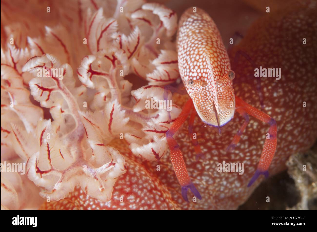 Imperial emperor shrimp (Periclimenes imperator) adult, on Spanish ...