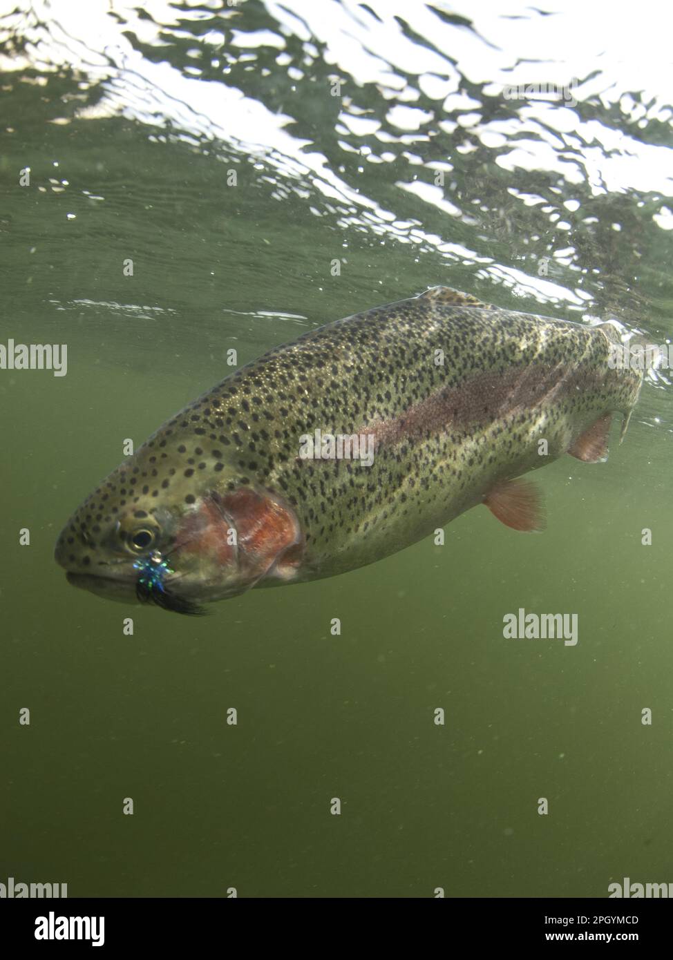 Rainbow trout (Oncorhynchus mykiss) introduced species, adult, with ...