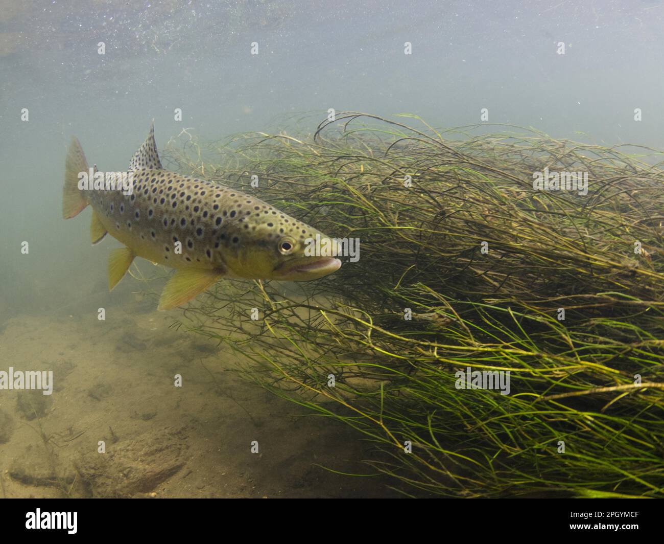 Salmo trutta forma fario, brown trout, river trout, mountain trout ...