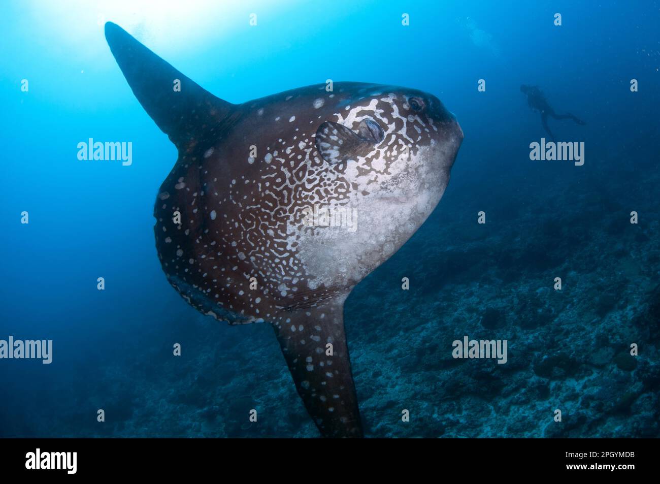 Ocean sunfish (Mola mola), Moonfish, Other animals, Fish, Animals ...