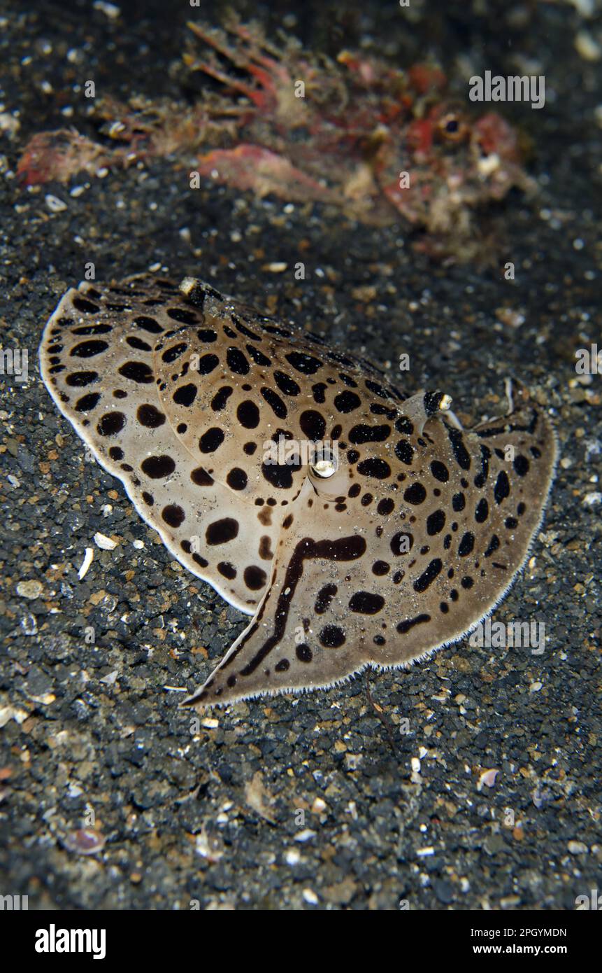 Euselenops luniceps hi-res stock photography and images - Alamy