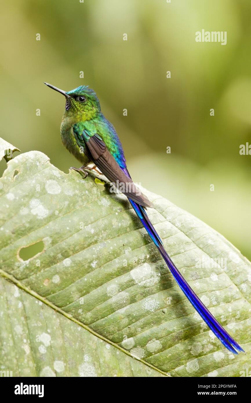 Violet-tailed sylph (Aglaiocercus coelestis), adult male, on a leaf in ...