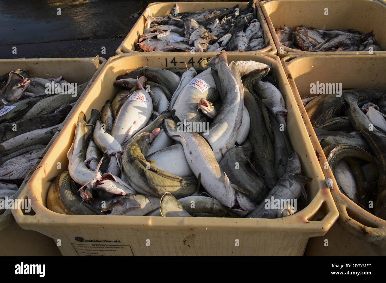 Commercial fishing, unloading and sorting of atlantic cod (Gadus morhua ...