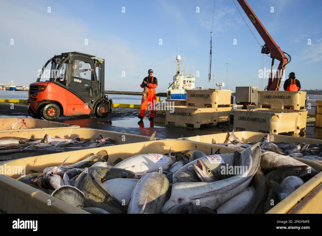 Commercial fishing, unloading and sorting of atlantic cod (Gadus morhua ...