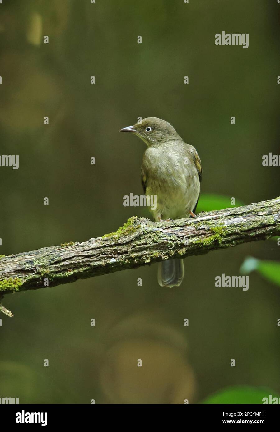 Cream-stalked Bulbul (Pycnonotus simplex simplex) adult, sitting on a ...