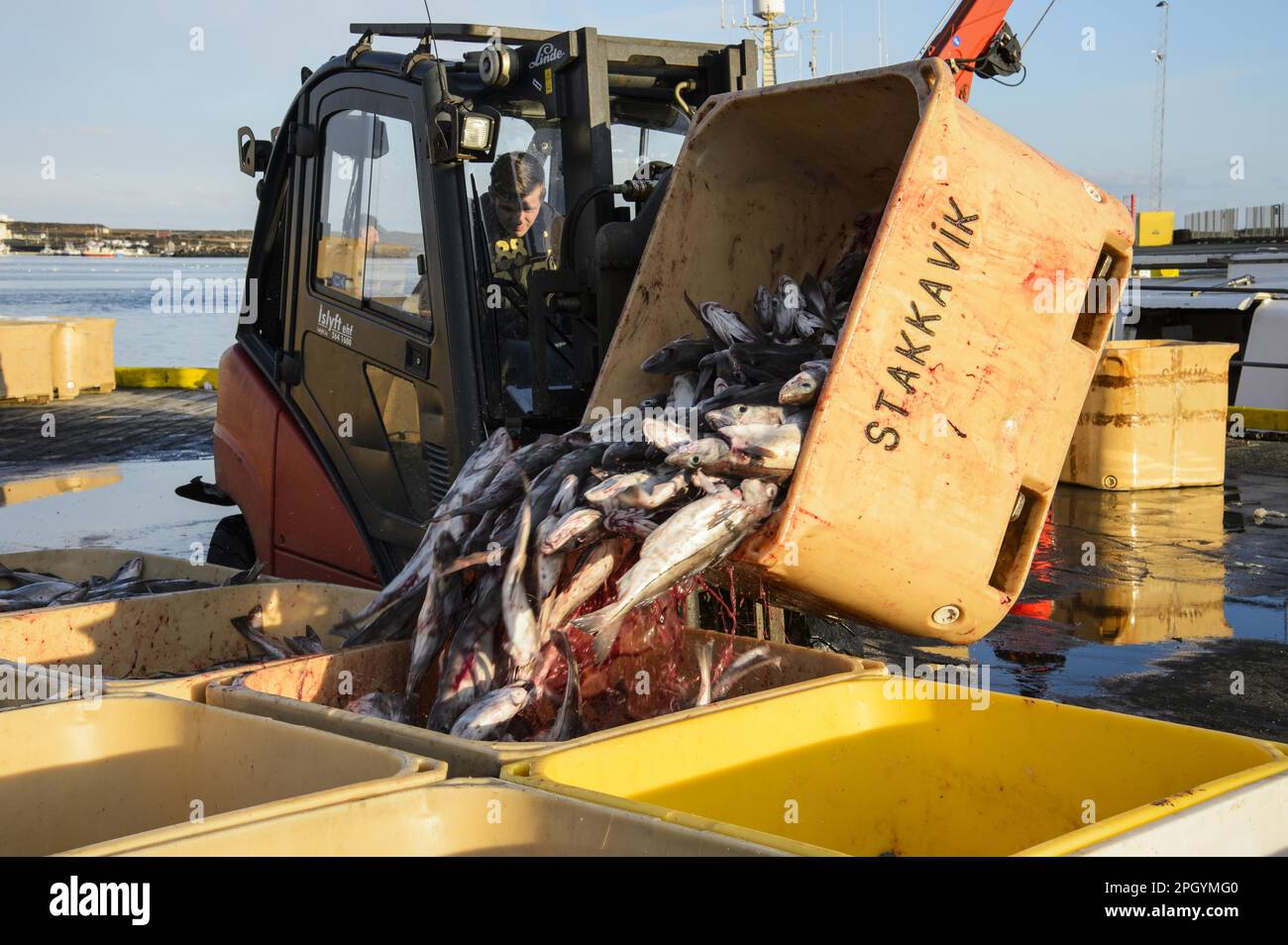 Commercial fishing, unloading and sorting atlantic cod (Gadus morhua ...