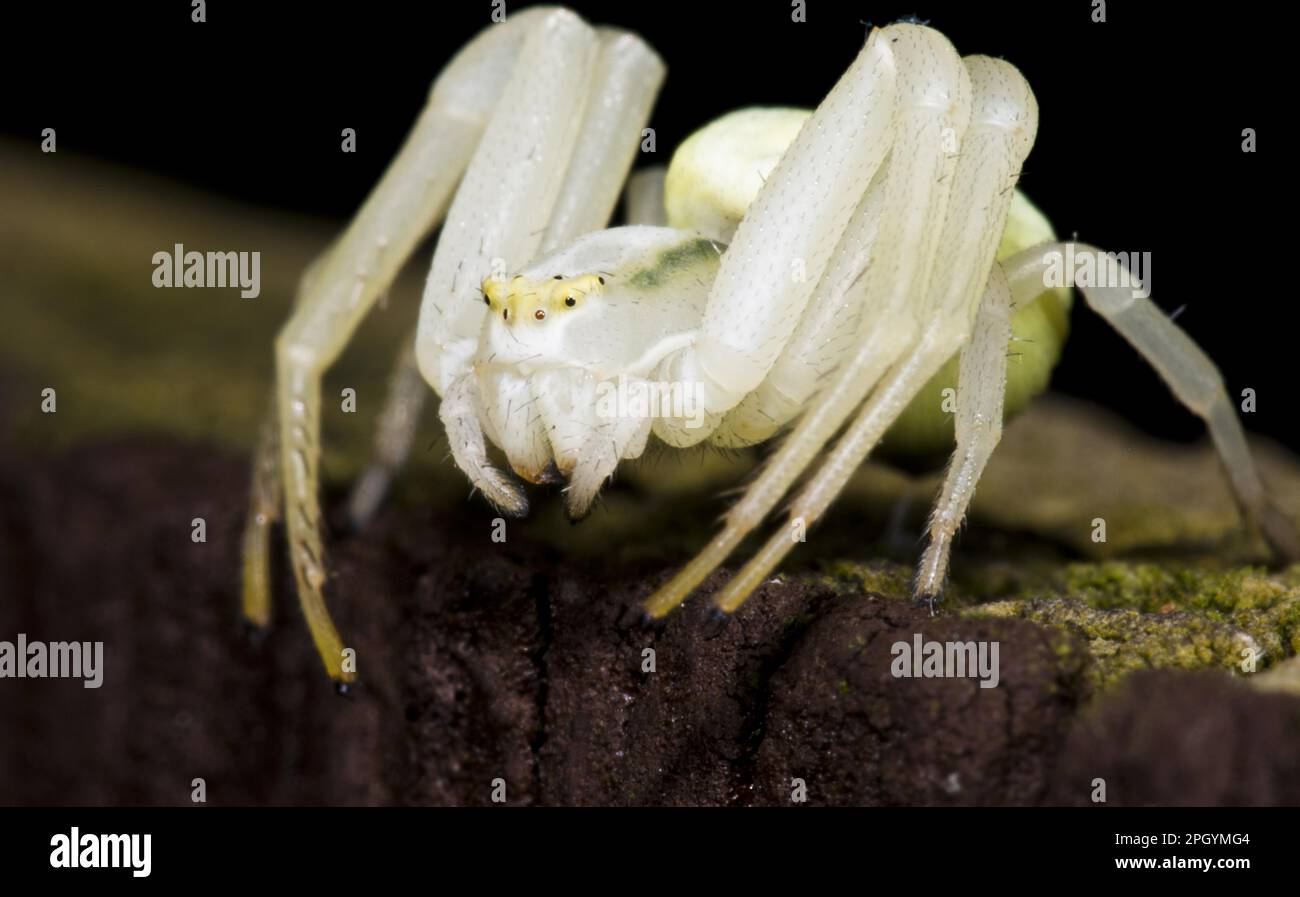 Spider hunting at night hi-res stock photography and images - Alamy