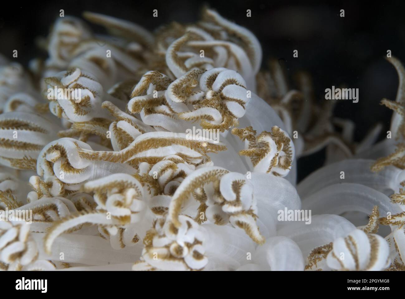 Shrimp, Prawns, Other animals, Crustaceans, Animals, Xenia Shrimp ...