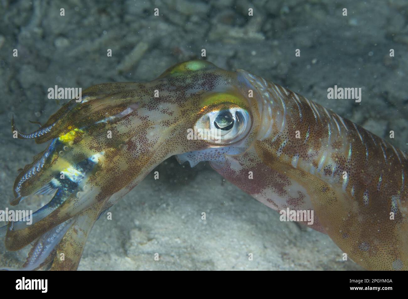 Indonesia woman foraging hi-res stock photography and images - Alamy