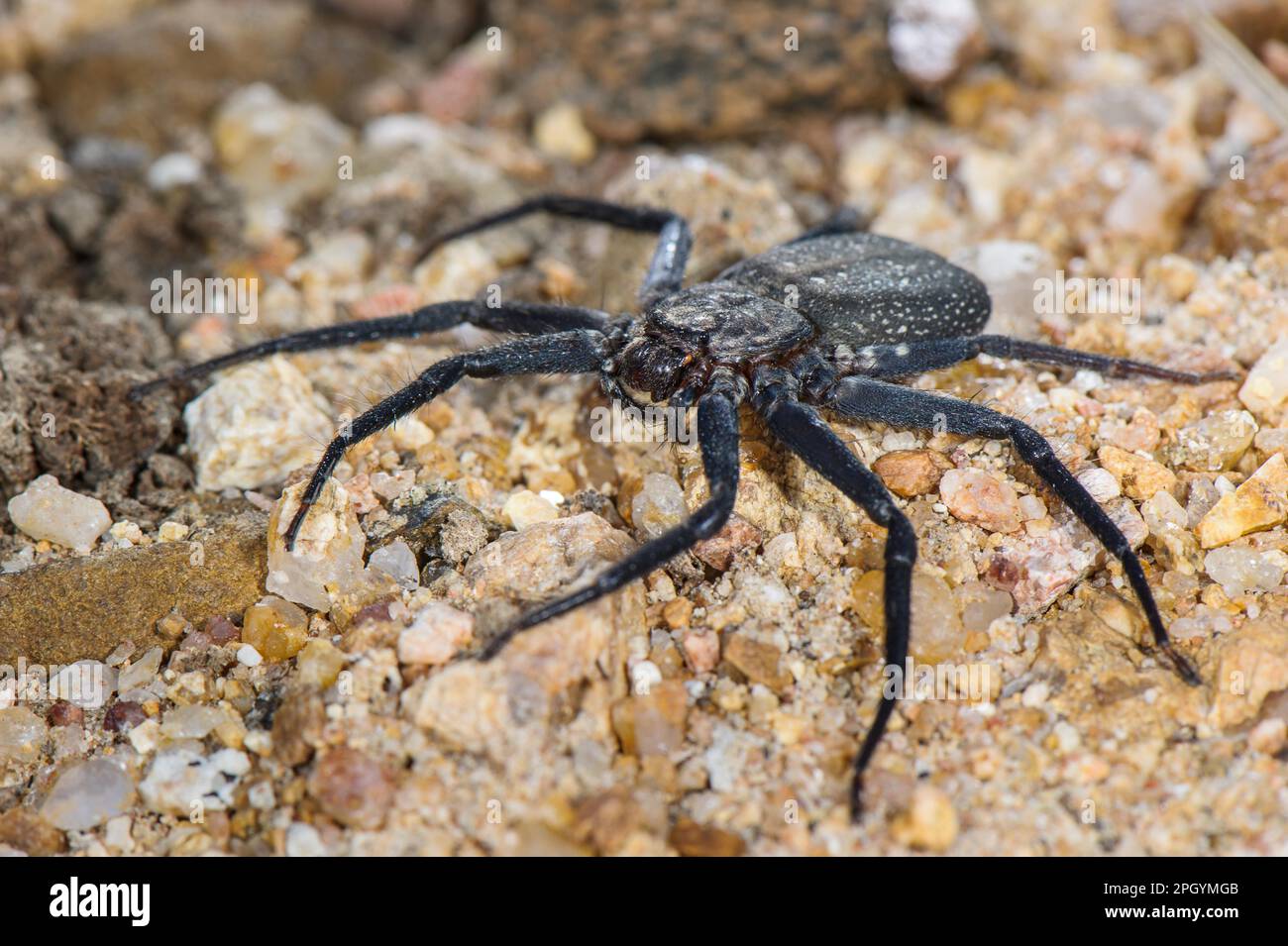 Wall Crab Spider (Selenopidae sp.) adult, Balule Nature Reserve ...