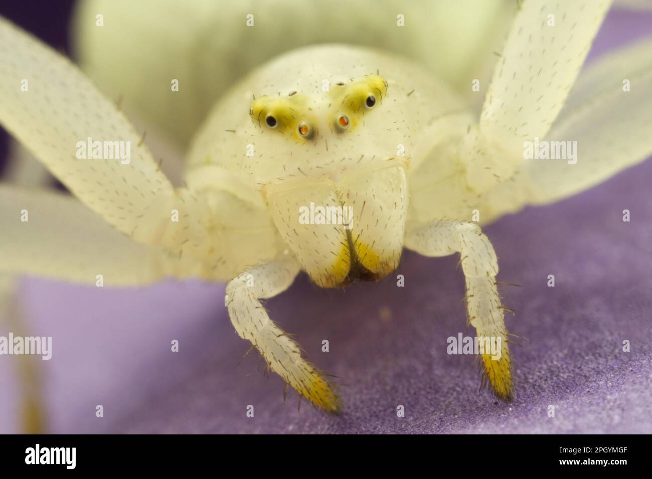 Variable crab spider, goldenrod crab spiders (Misumena vatia), Crab ...