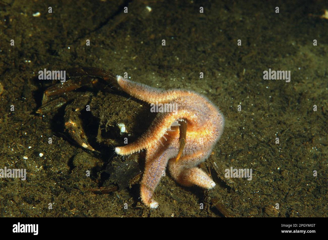 Common starfish hi-res stock photography and images - Alamy