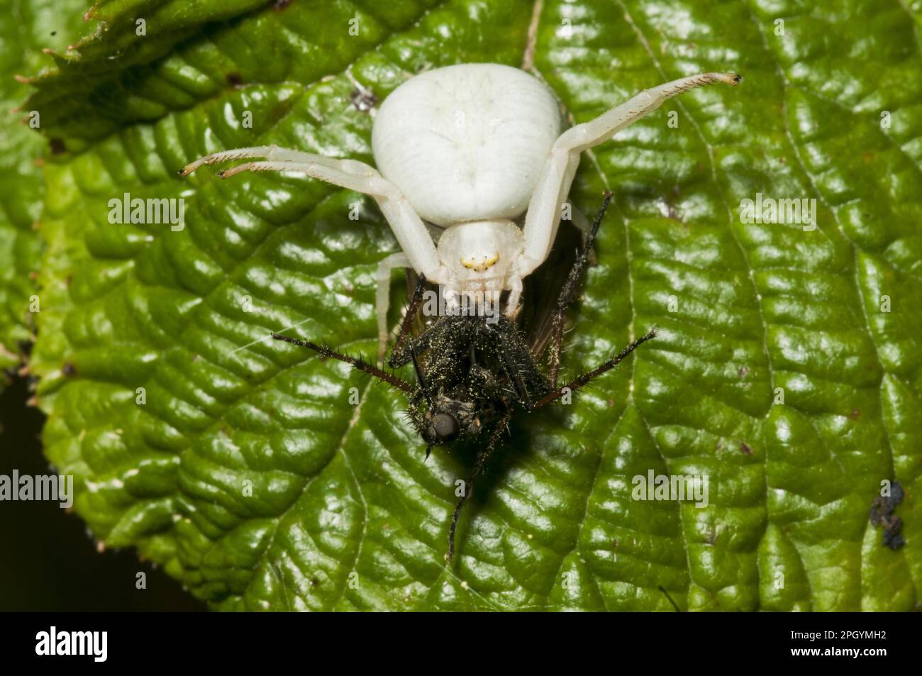 Spider like insect hi-res stock photography and images - Alamy