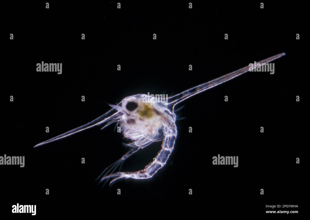 Masked crab, Antenna crab, Masked crabs, Antenna crabs, Other animals ...