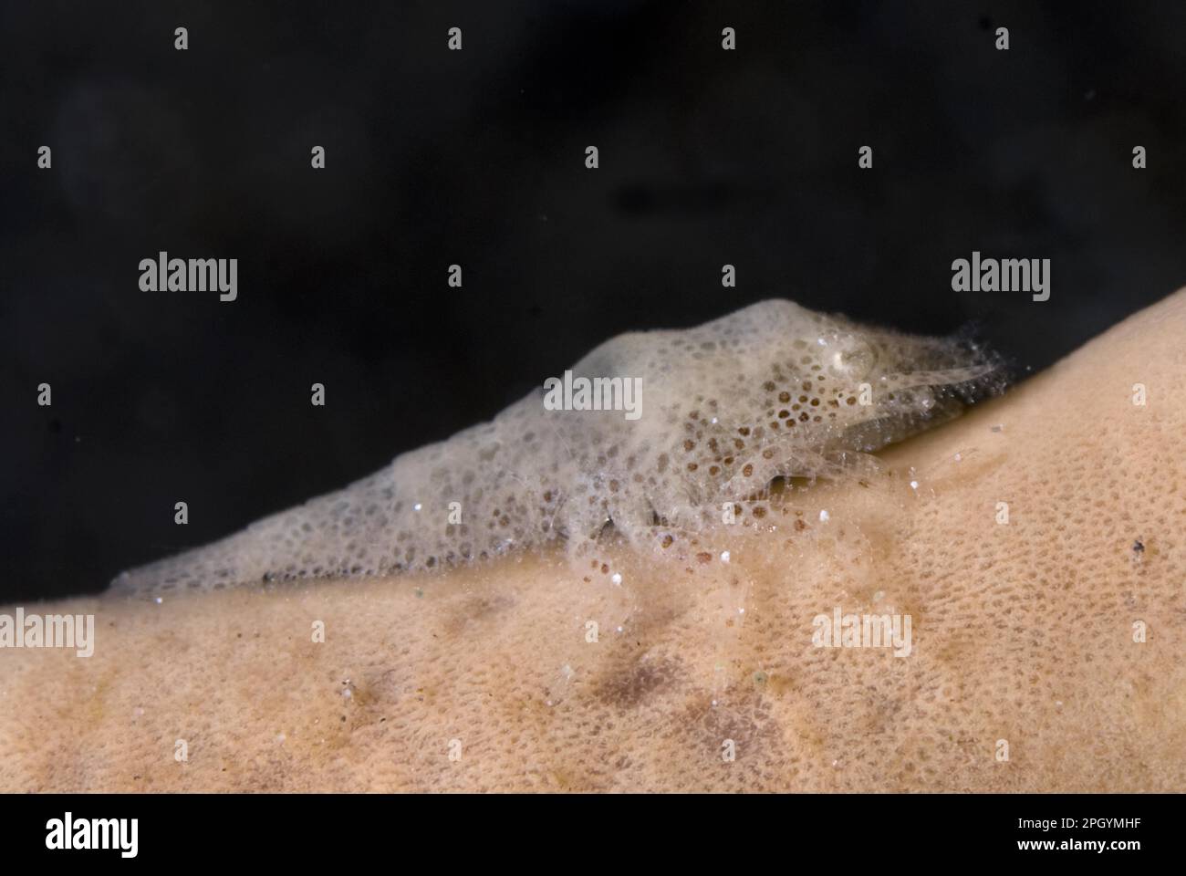 Cryptic sponge shrimp, Cryptic sponge shrimp, Other animals ...