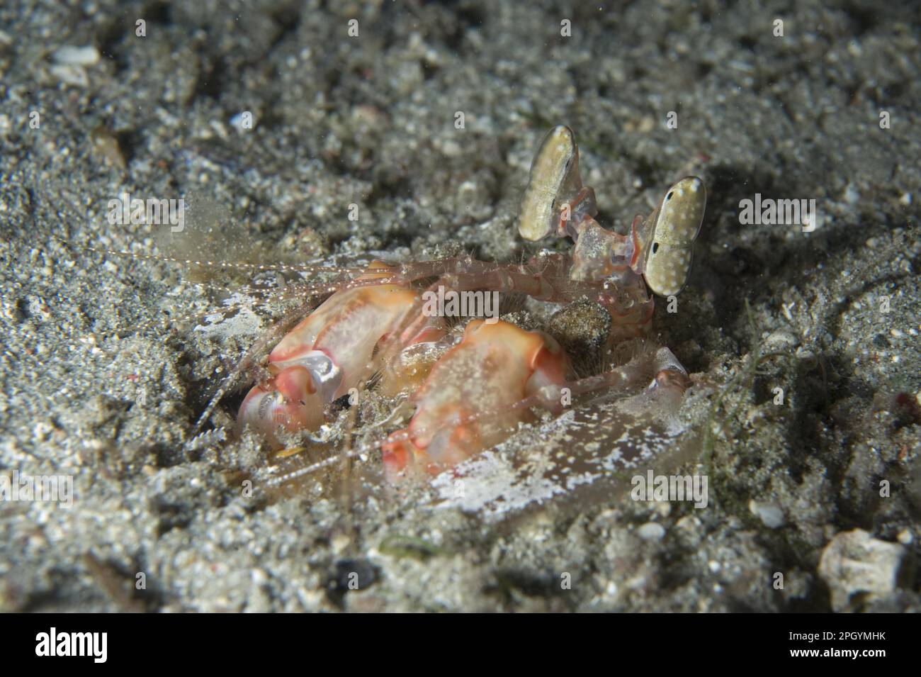 Mantis Shrimp, N. P. Lesser Sunda Islands, Indonesia, July, Mantis ...