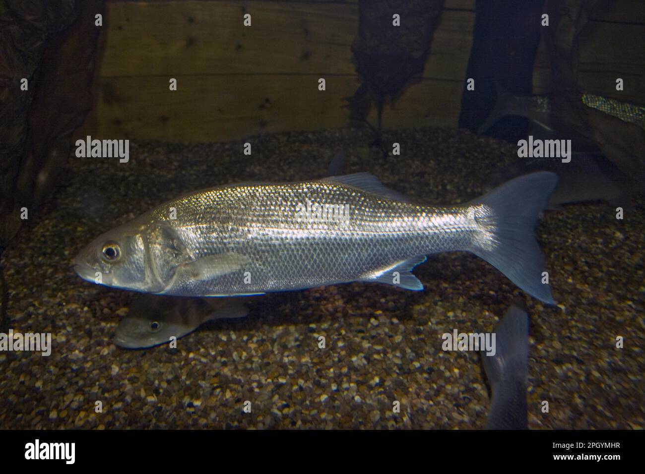 European sea bass, European sea bass, Other animals, Fish, Perches ...